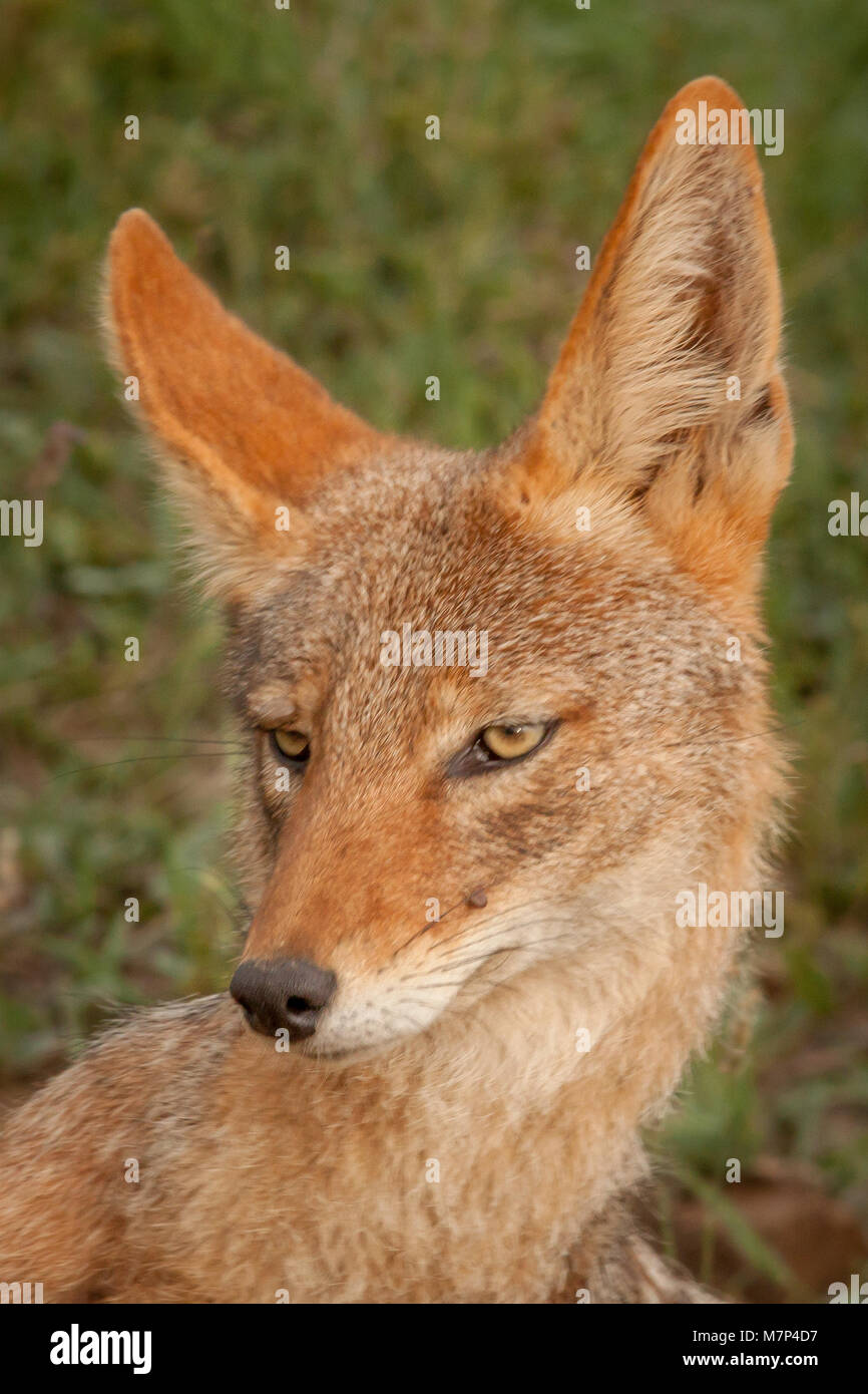 Black backed jackal teeth hi-res stock photography and images - Alamy