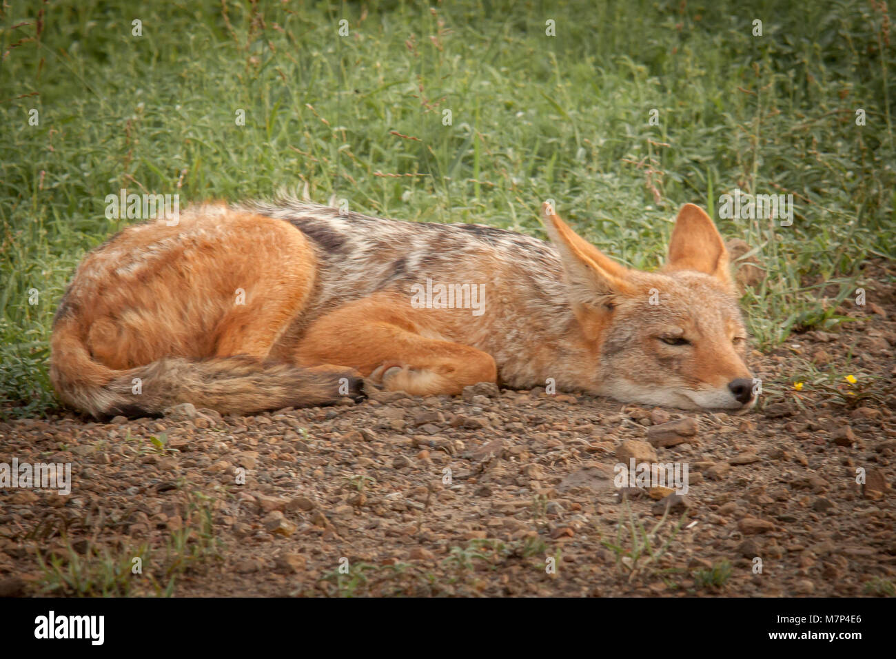 Game jackal hi-res stock photography and images - Alamy