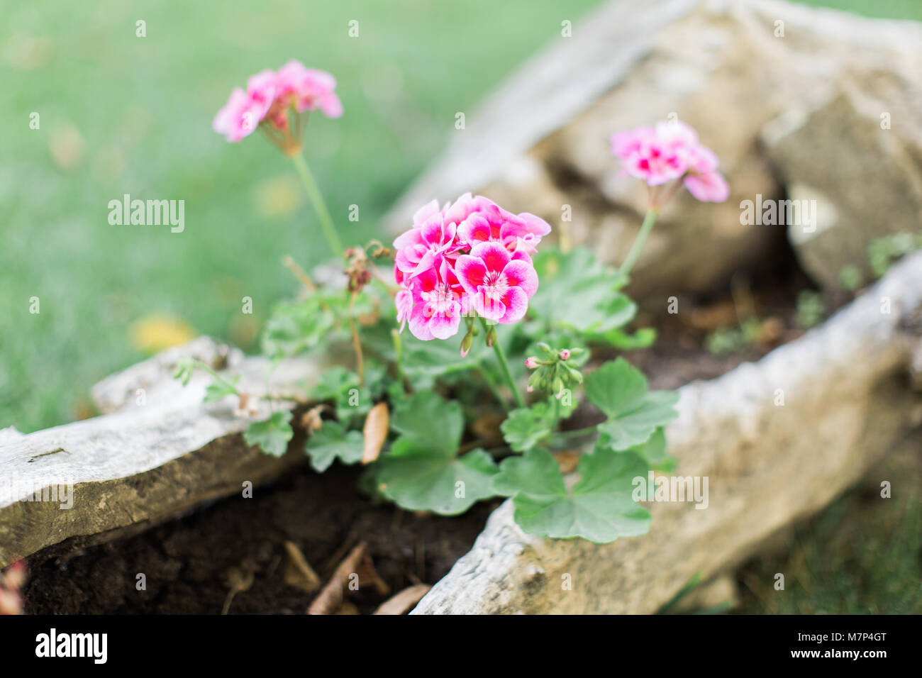 outdoor summer or spring fresh flowers. nature landscape Stock Photo ...