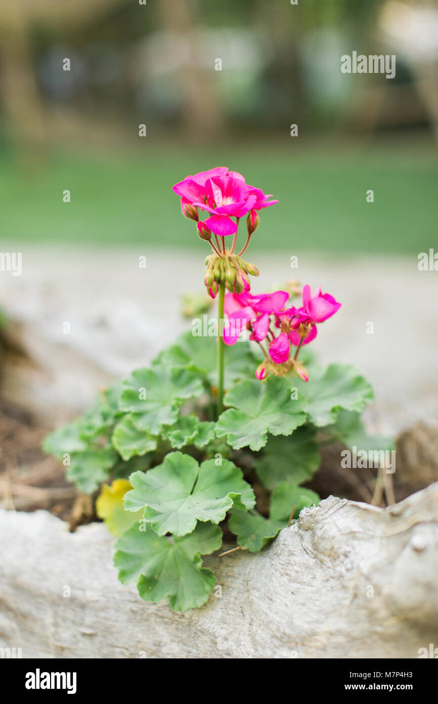 outdoor summer or spring fresh flowers. nature landscape Stock Photo ...