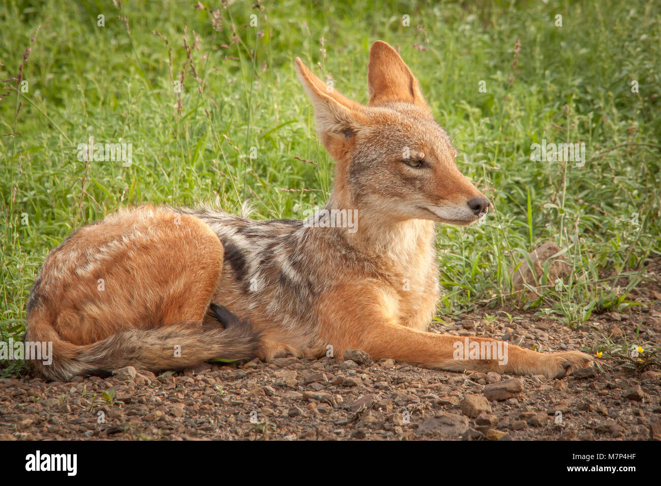 Black Backed Jackal Teeth High Resolution Stock Photography and Images - Alamy