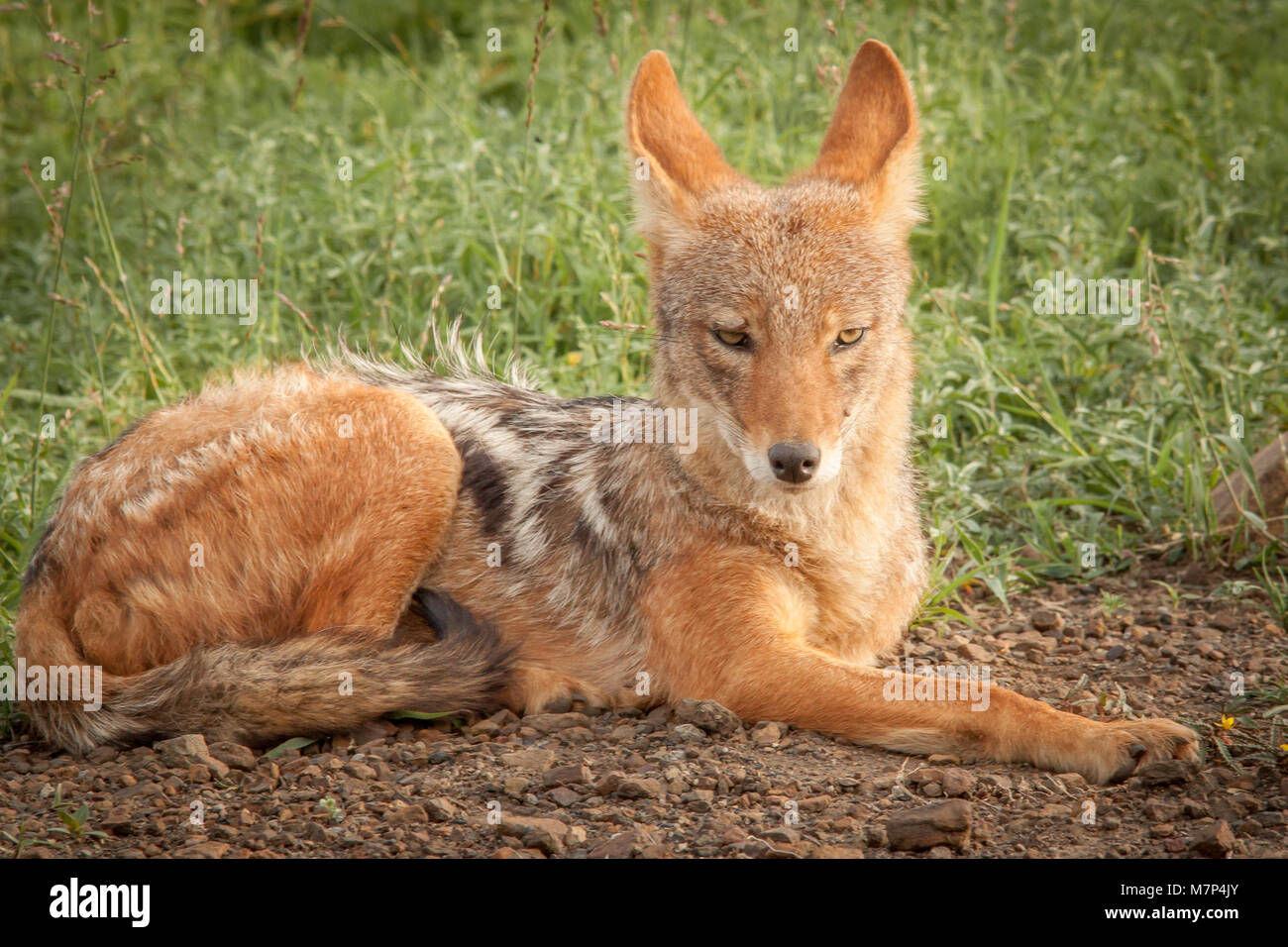 Black Backed Jackal Stock Photo - Alamy