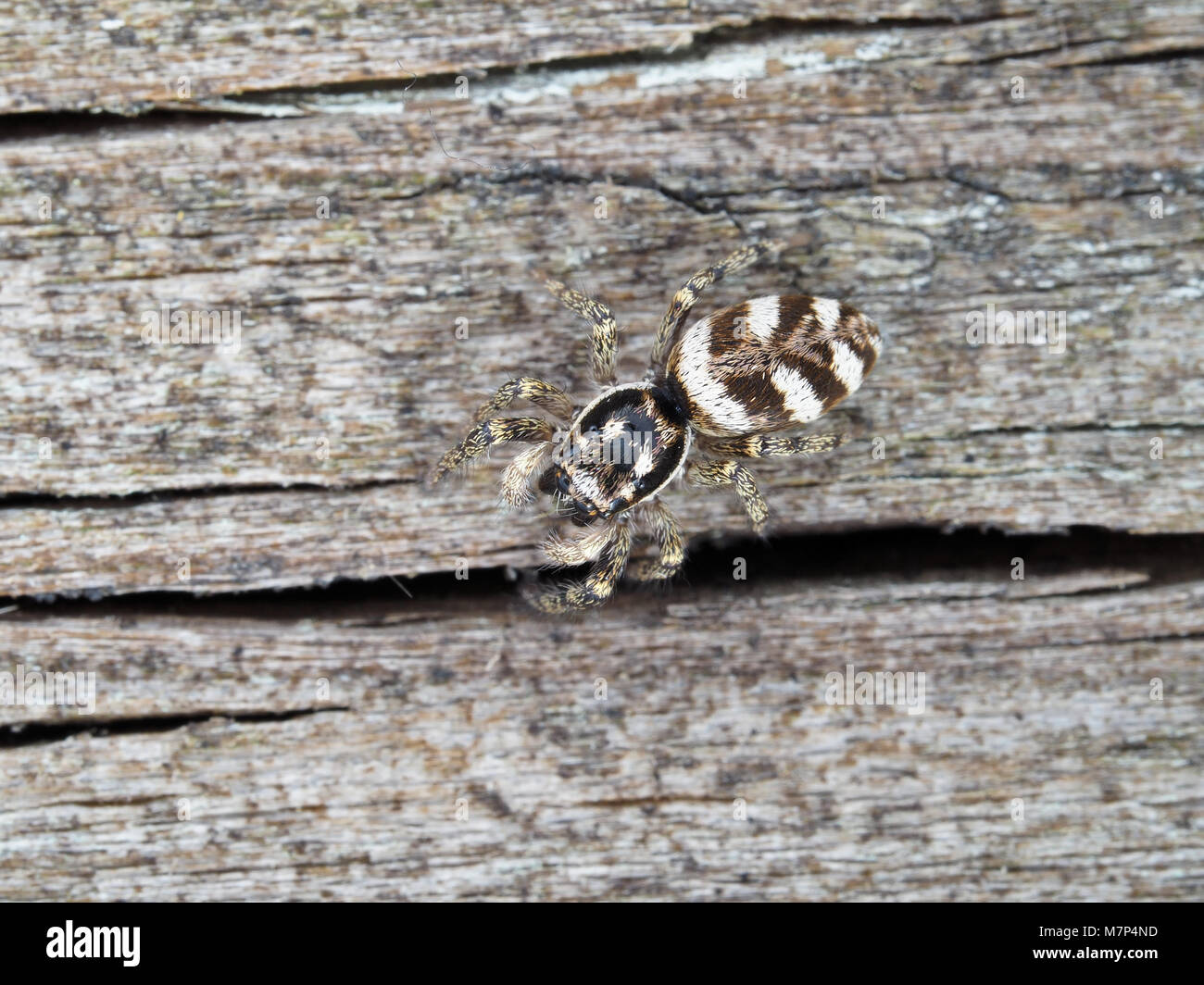 Tiny 5mm zebra jumper spider (Salticus scenicus) on a wooden surface in ...