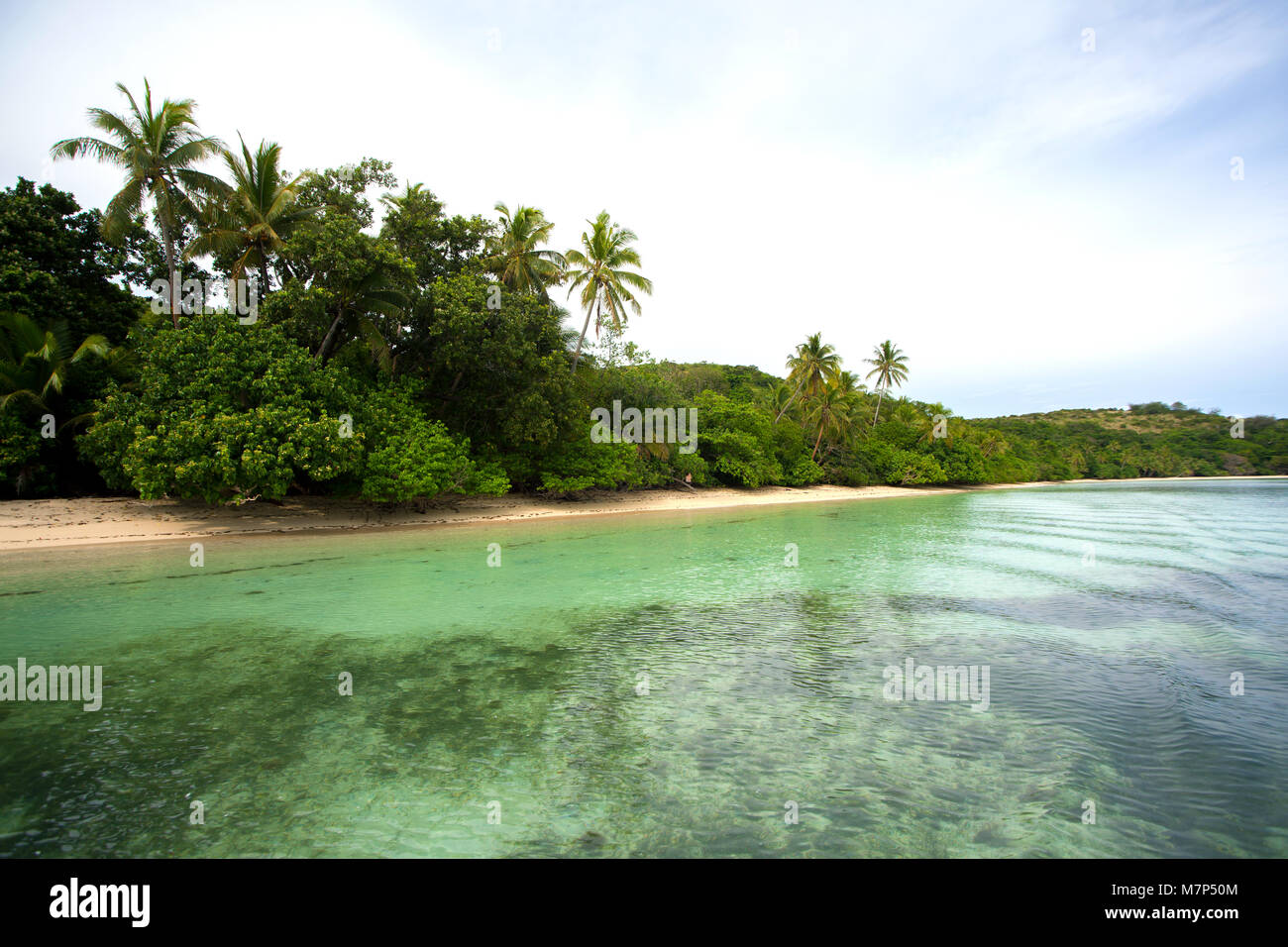 An image of sandy beach with palm trees and greenery on shore. View ...