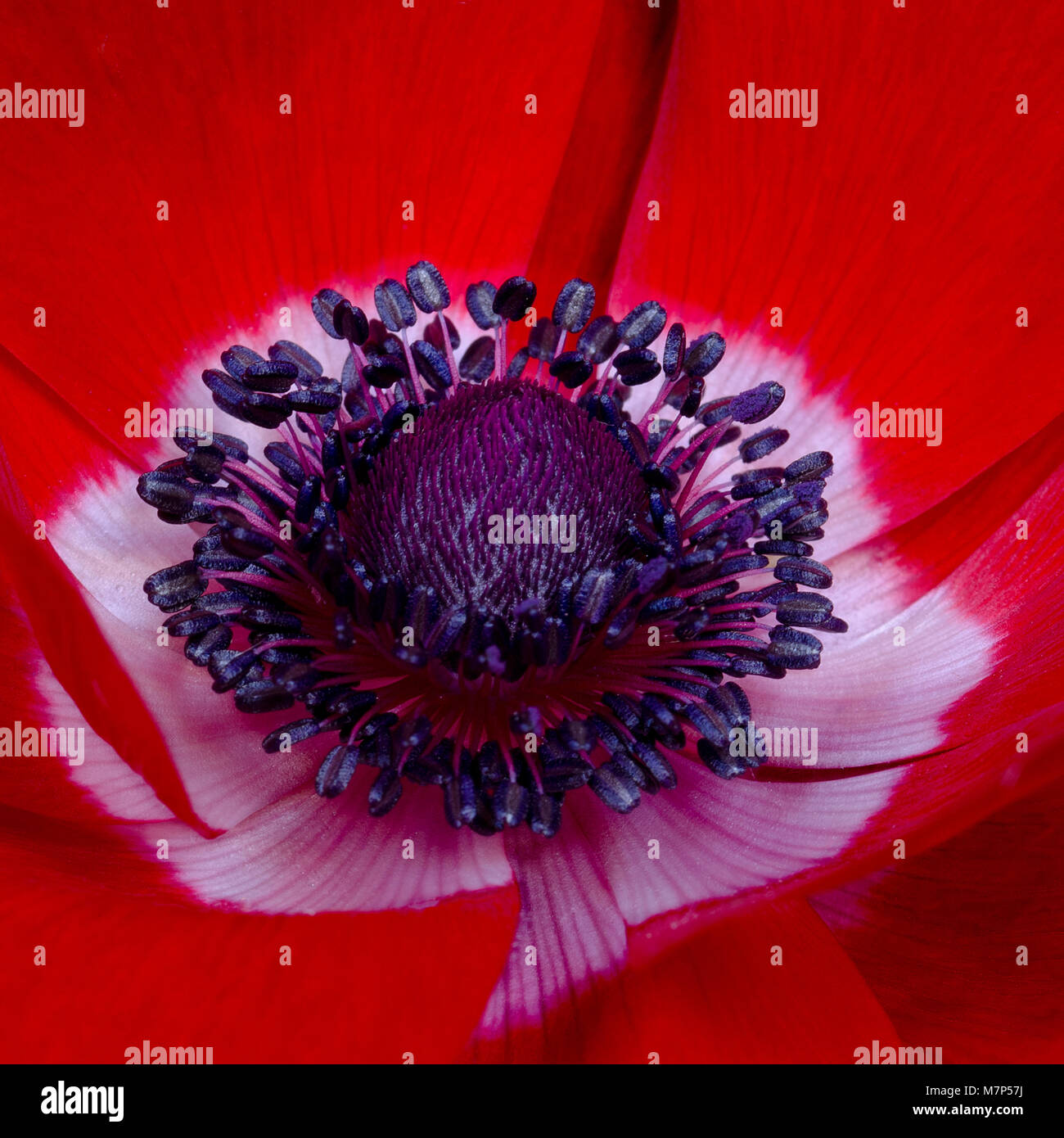 Scarlet flower hi-res stock photography and images - Alamy