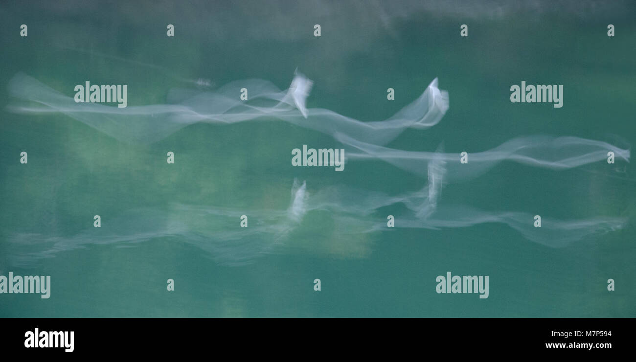 Movement of birds hi-res stock photography and images - Alamy