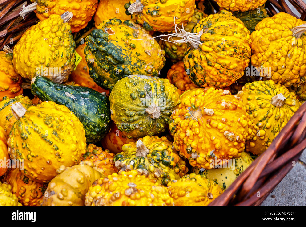 Yellow and golden little ornamental pumpkins in wicker basket Stock ...
