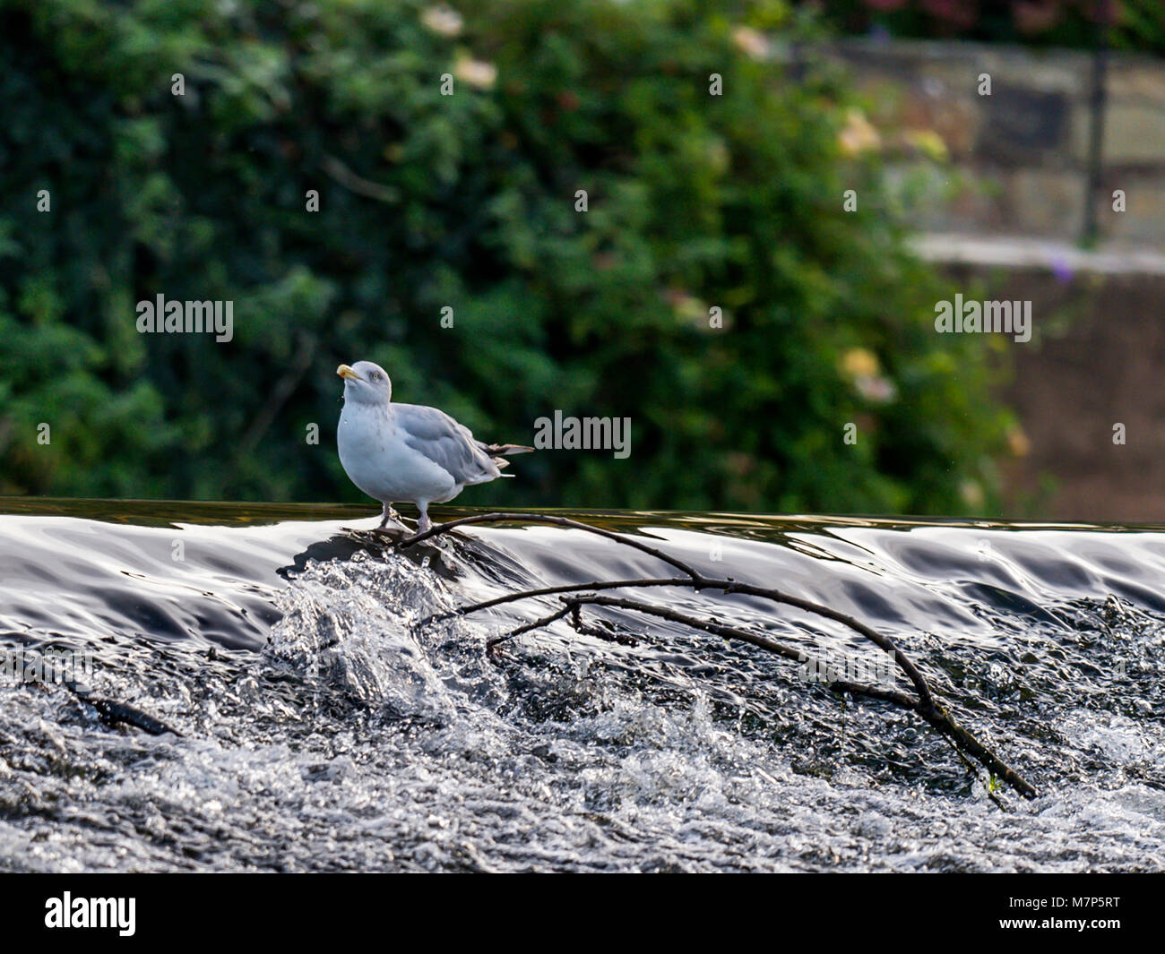 Common Gull (Laridae) portrait Stock Photo - Alamy