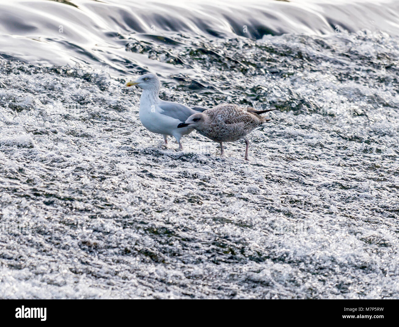 Common Gull (Laridae) portrait Stock Photo - Alamy
