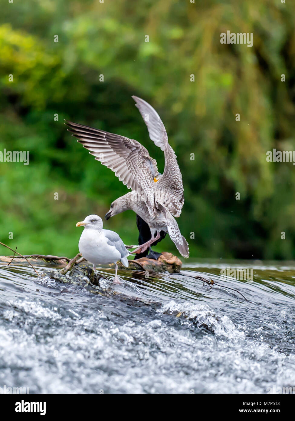 Common Gull (Laridae) portrait Stock Photo - Alamy
