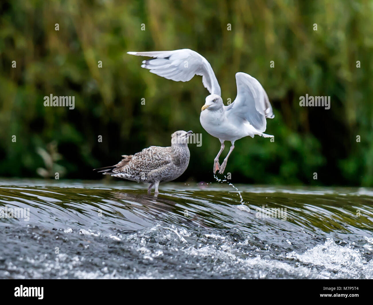 Common Gull (Laridae) portrait Stock Photo - Alamy