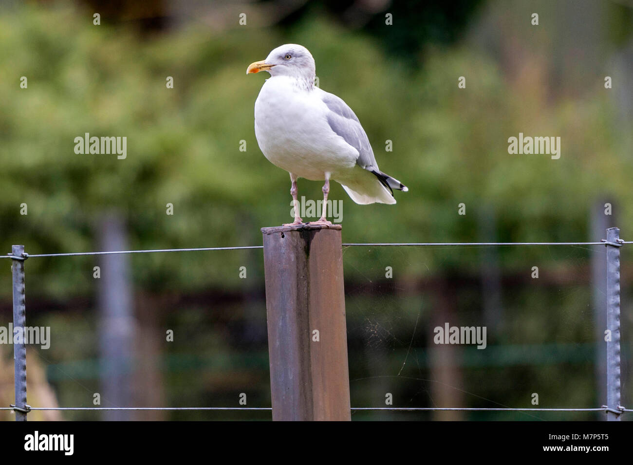Common Gull (Laridae) portrait Stock Photo - Alamy