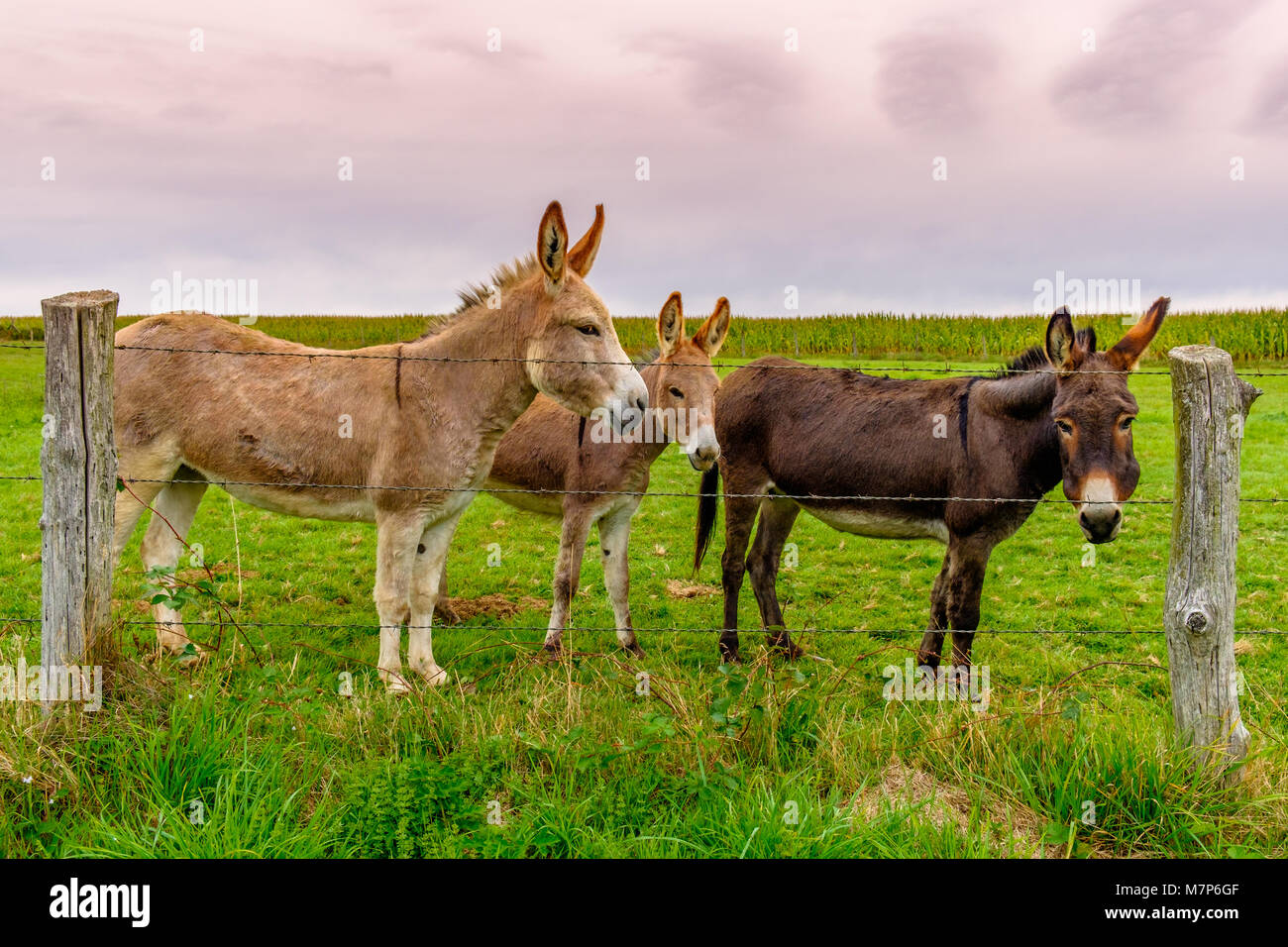 Three donkeys in a field behind a barbed wire fence in the Orne ...
