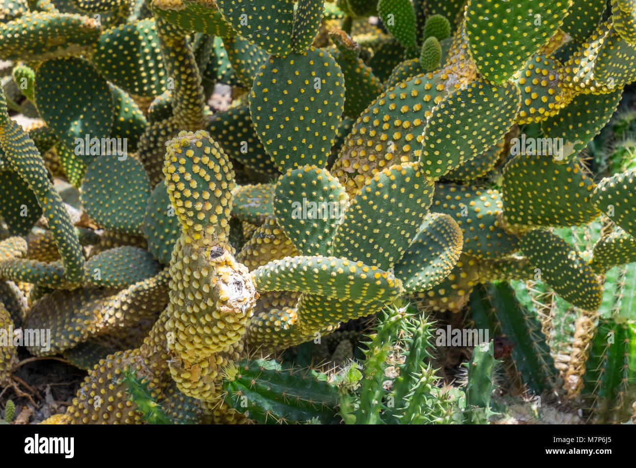 Cactus - Botanic Garden Rio de Janeiro, Brazil Stock Photo - Alamy