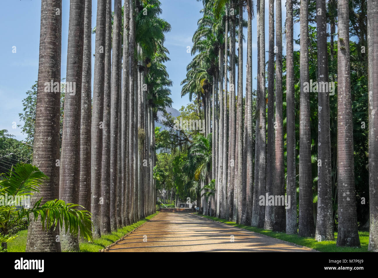 Palm Tree Path - Botanic Garden Rio de Janeiro, Brazil Stock Photo - Alamy