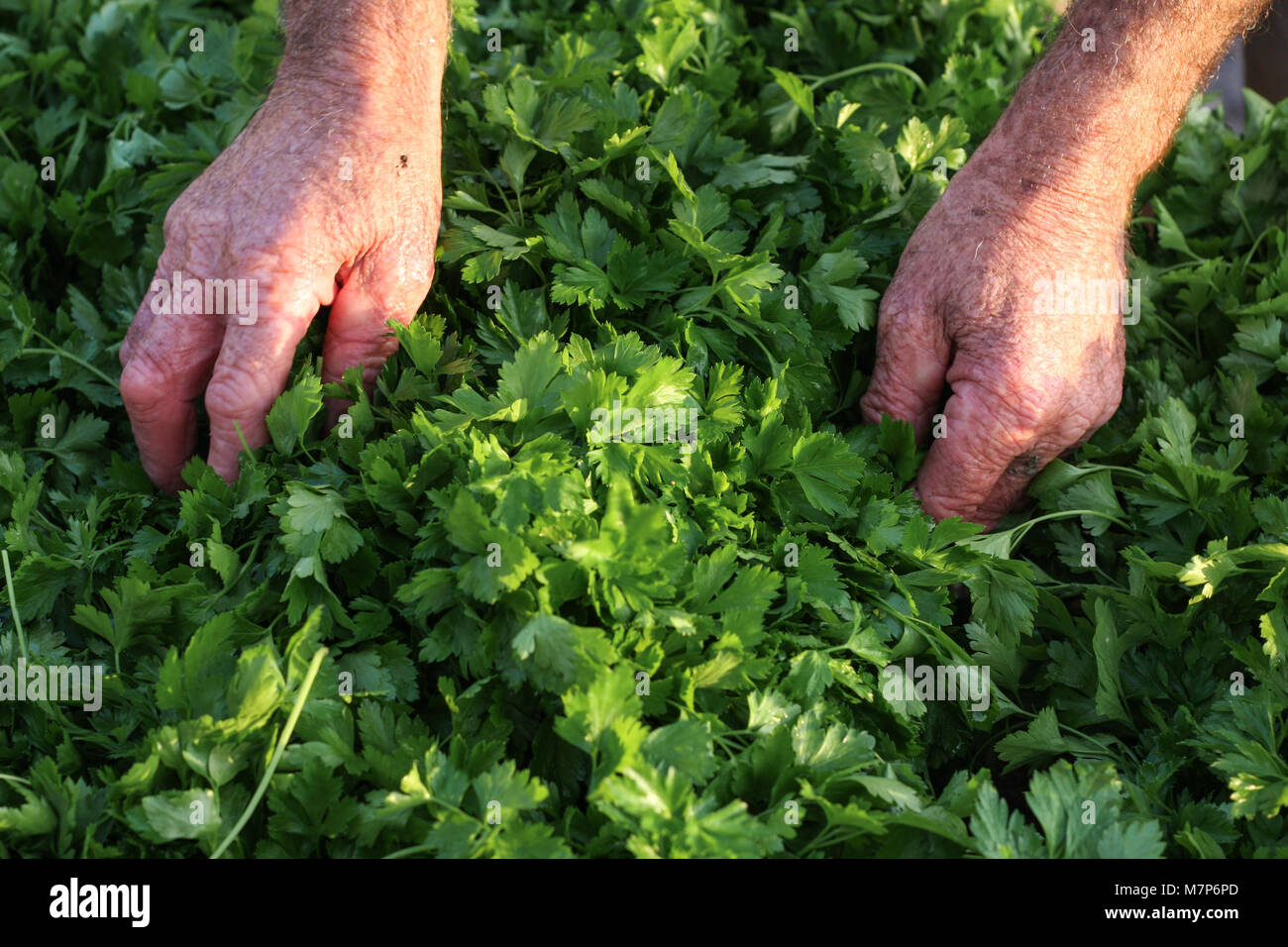Woman farmer hands collect organic hi-res stock photography and images ...
