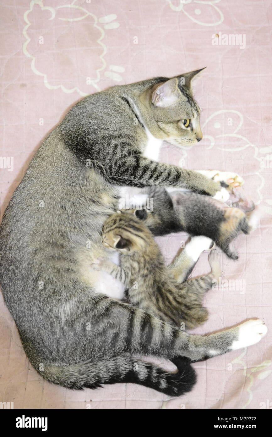 Cats and its newly born kitten Stock Photo - Alamy