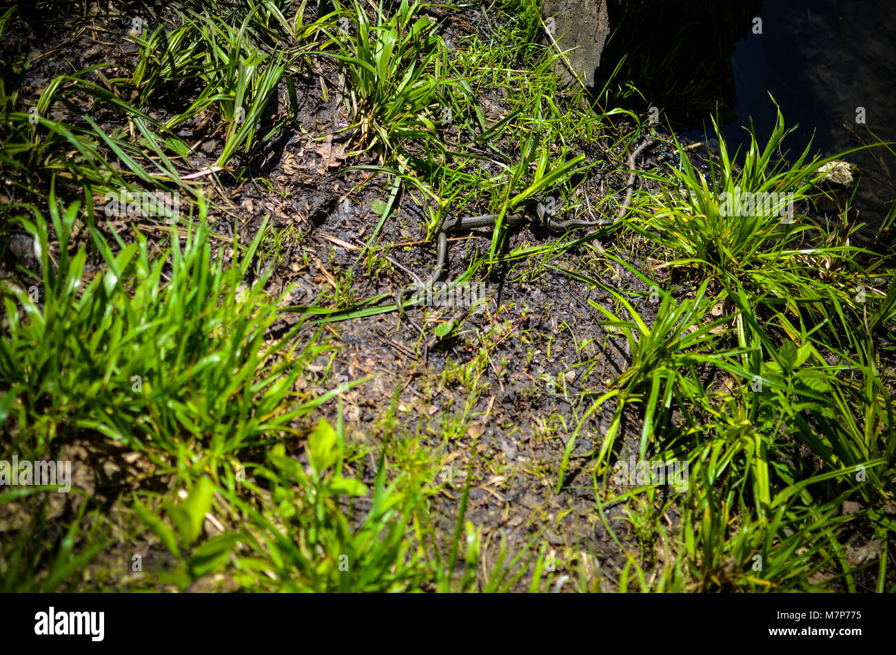 little snake or adder in the green grass at the ground Stock Photo - Alamy