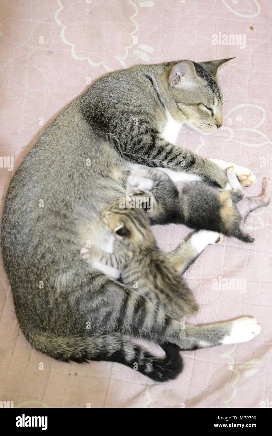Cats and its newly born kitten Stock Photo - Alamy
