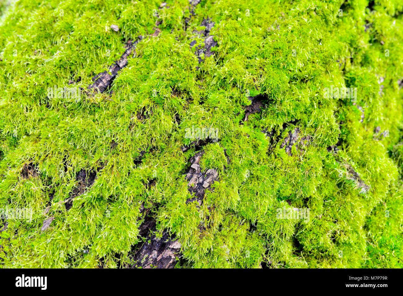 green moss on a bough tree background texture in nature Stock Photo - Alamy