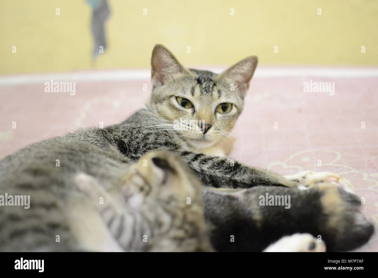 Cats and its newly born kitten Stock Photo - Alamy