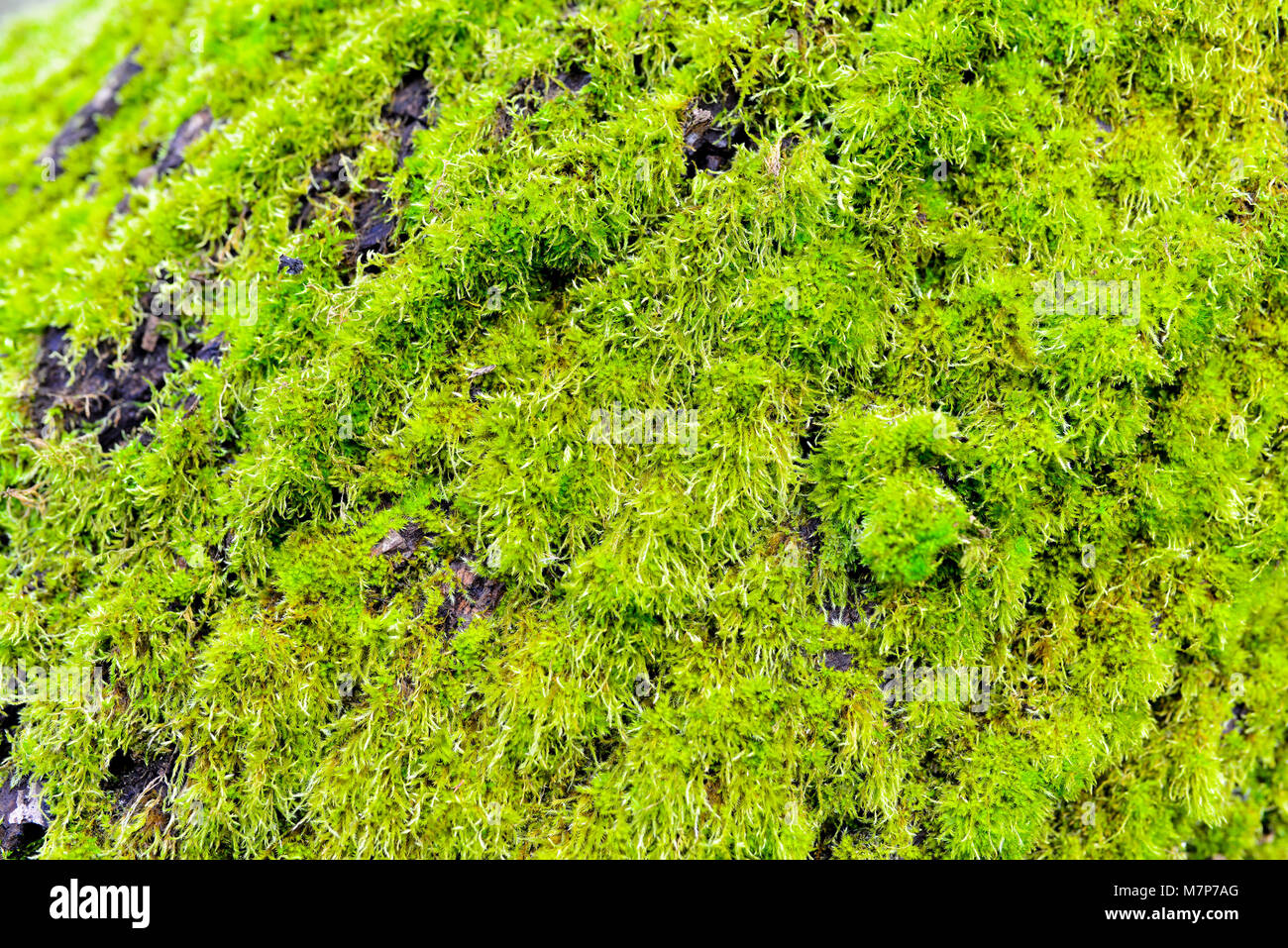 green moss on a bough tree background texture in nature Stock Photo - Alamy