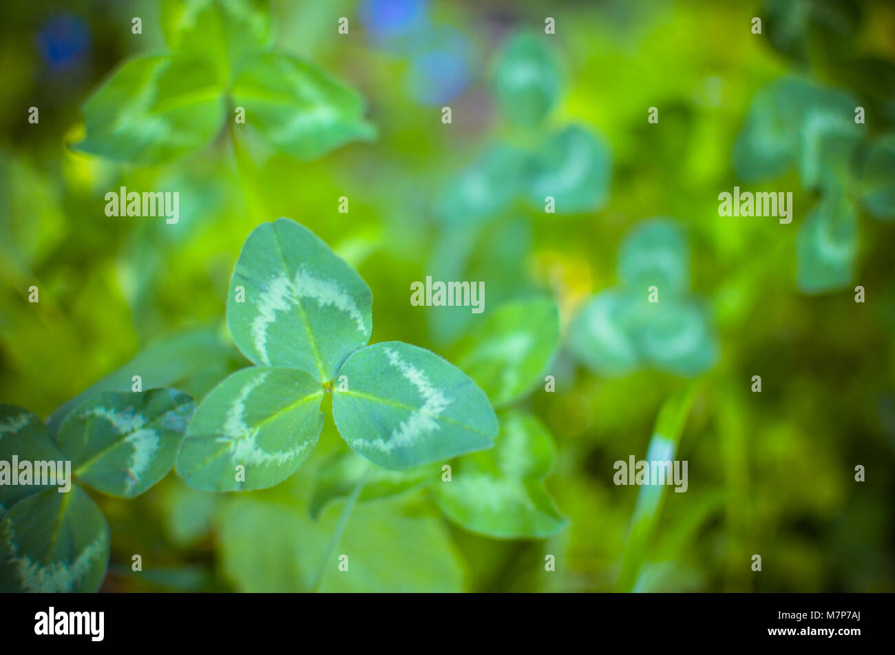 Nature background with clover leaves, some plants are defocused Stock ...