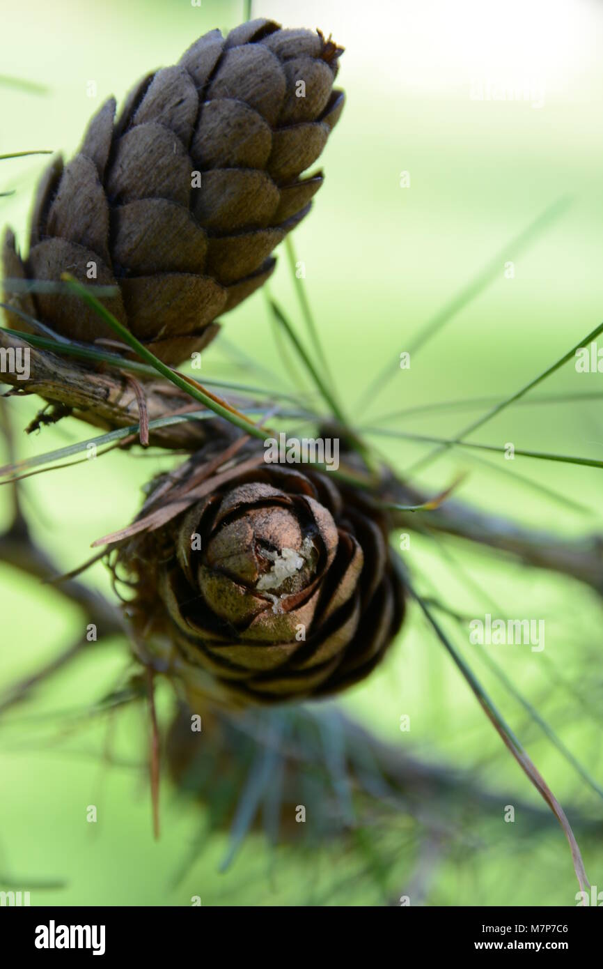 Pinecones, larch, spruce cones no the tree branch with needles and ...
