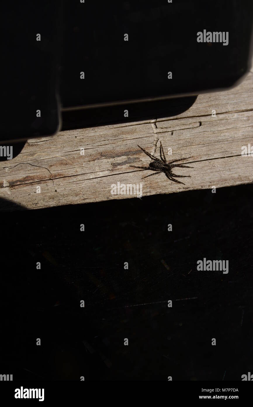 Wood spider hi-res stock photography and images - Alamy