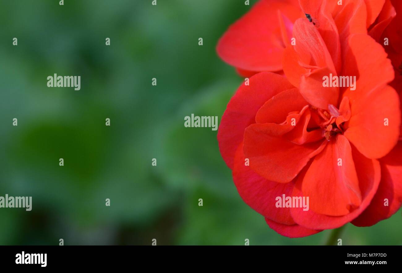 Red Viola flower on a green background Stock Photo - Alamy