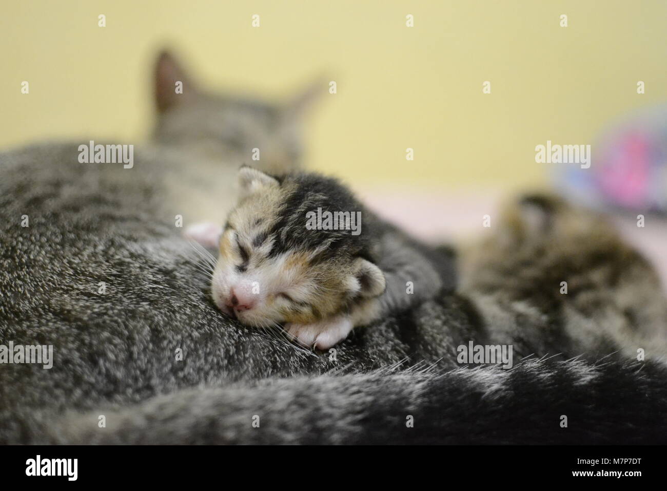 Cats and its newly born kitten Stock Photo - Alamy