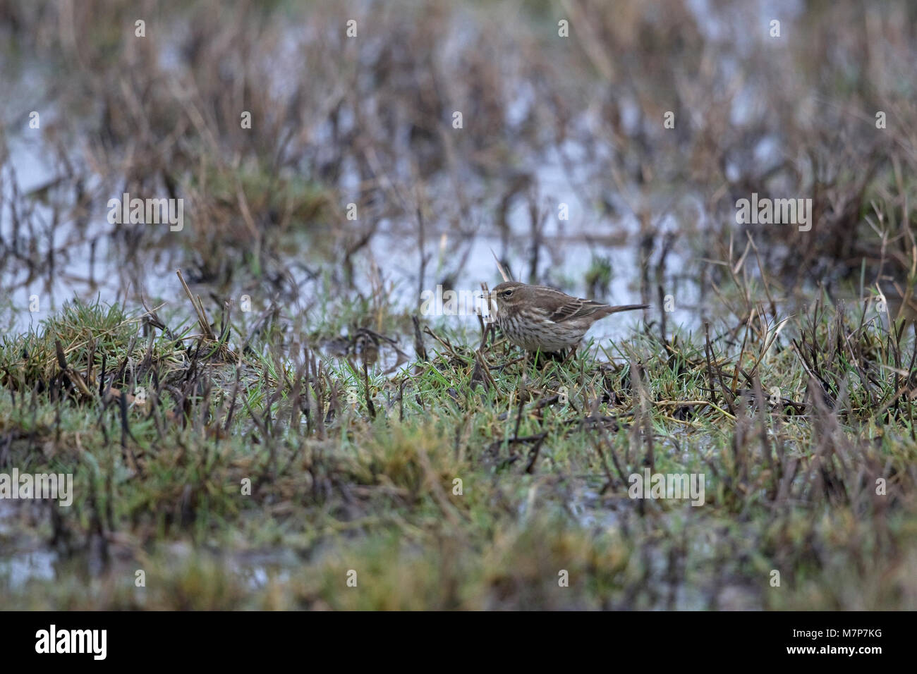 Birds in water bird hi-res stock photography and images - Alamy
