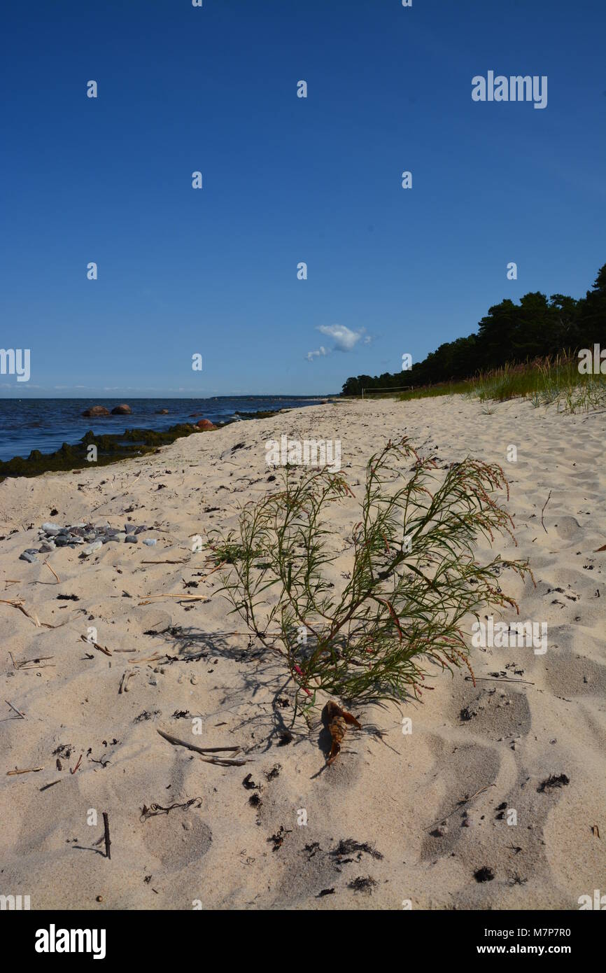 Sandy plant hi-res stock photography and images - Alamy