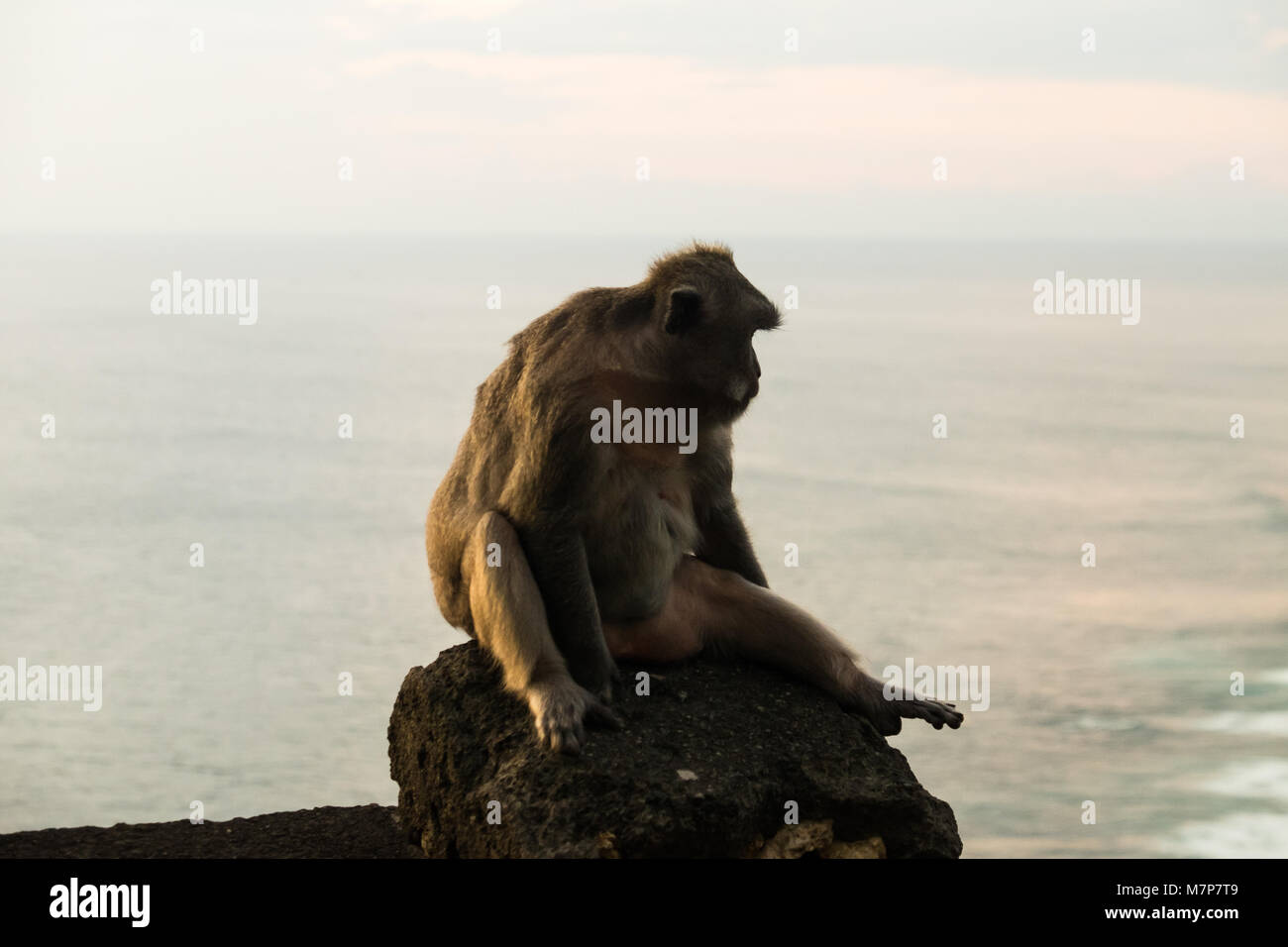 Monkey at Uluwatu temple, in the sunset - Bali Indonesia Stock Photo ...