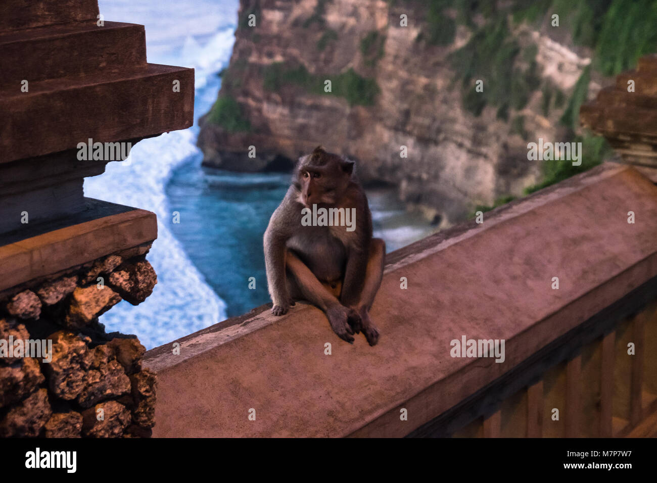 Monkey at Uluwatu temple, in the sunset - Bali Indonesia Stock Photo ...
