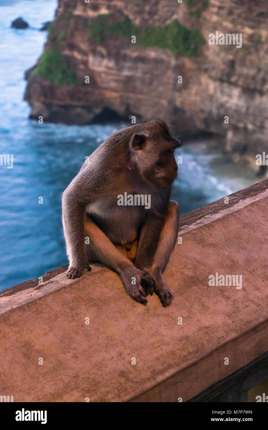 Monkey temple bali indonesia hi-res stock photography and images - Alamy