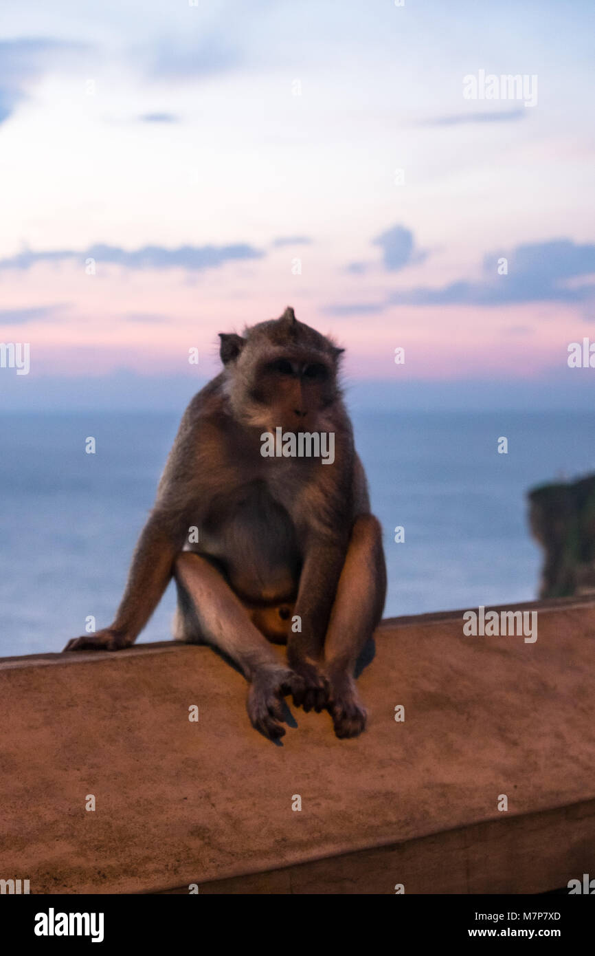 Monkey at Uluwatu temple, in the sunset - Bali Indonesia Stock Photo ...