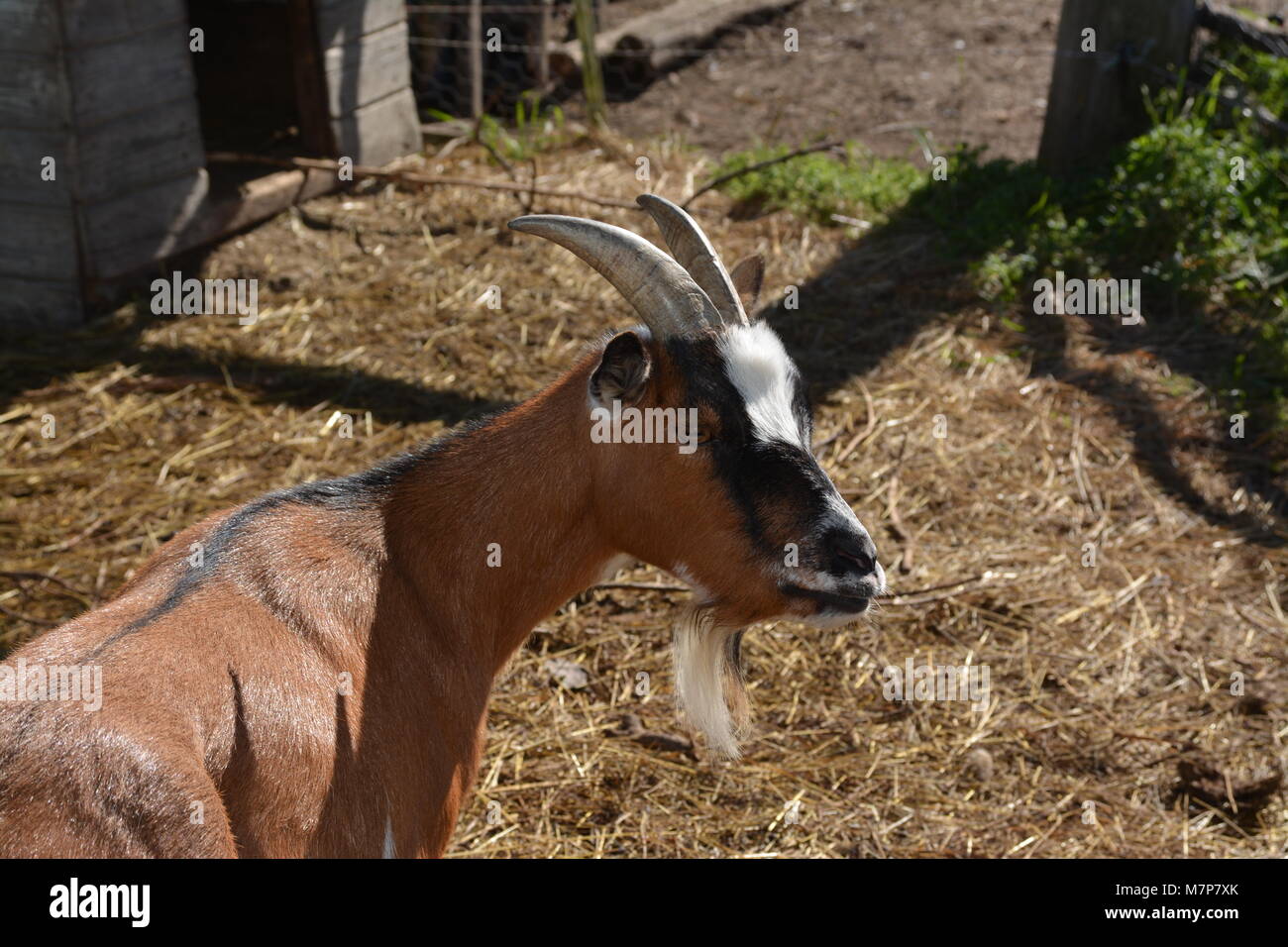 White and light brown goat hi-res stock photography and images - Alamy