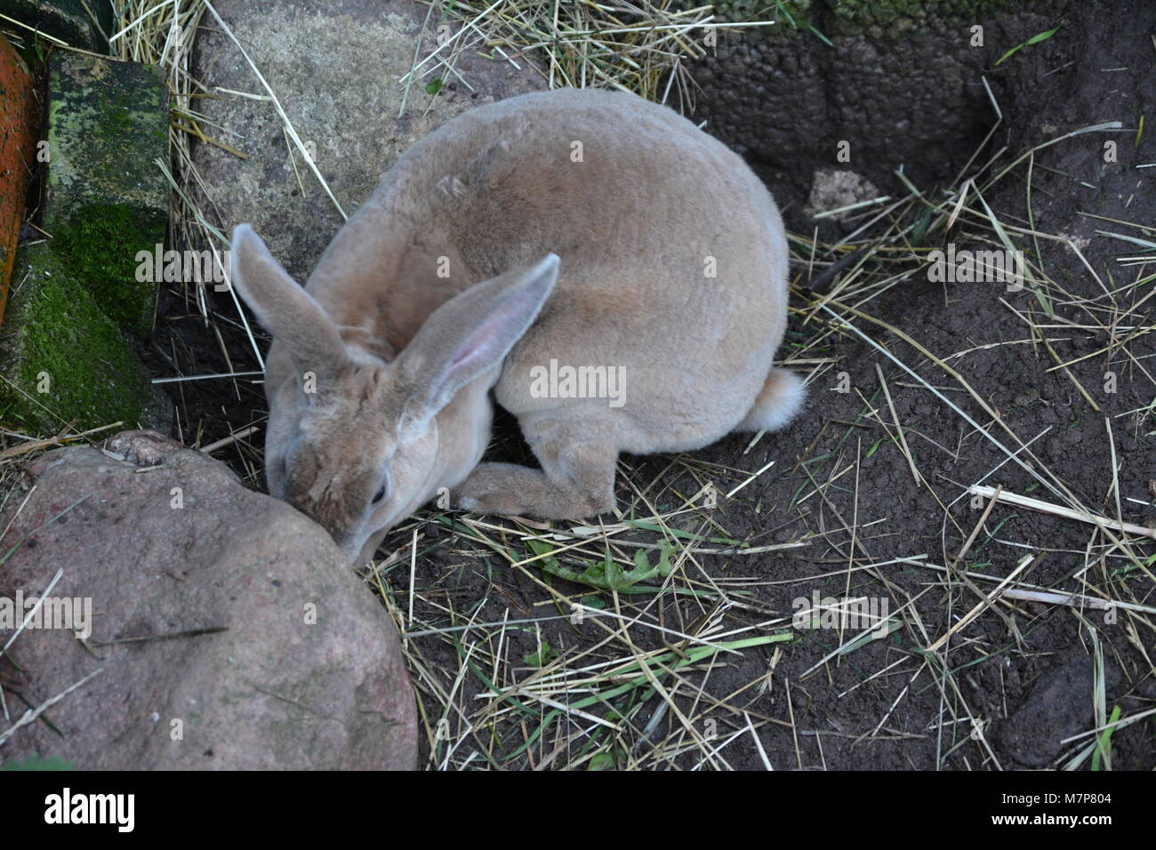 Rabbit on rock ground hi-res stock photography and images - Alamy