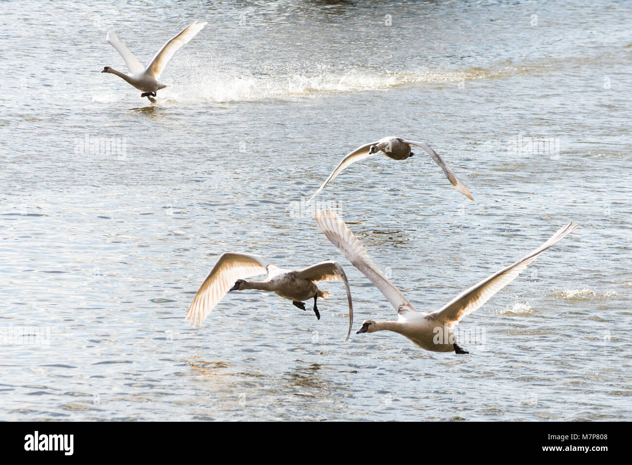 Tempest shakespeare globe hi-res stock photography and images - Alamy