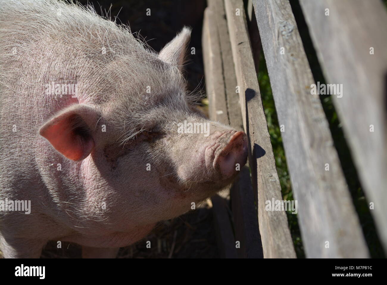 Pig fence hi-res stock photography and images - Alamy