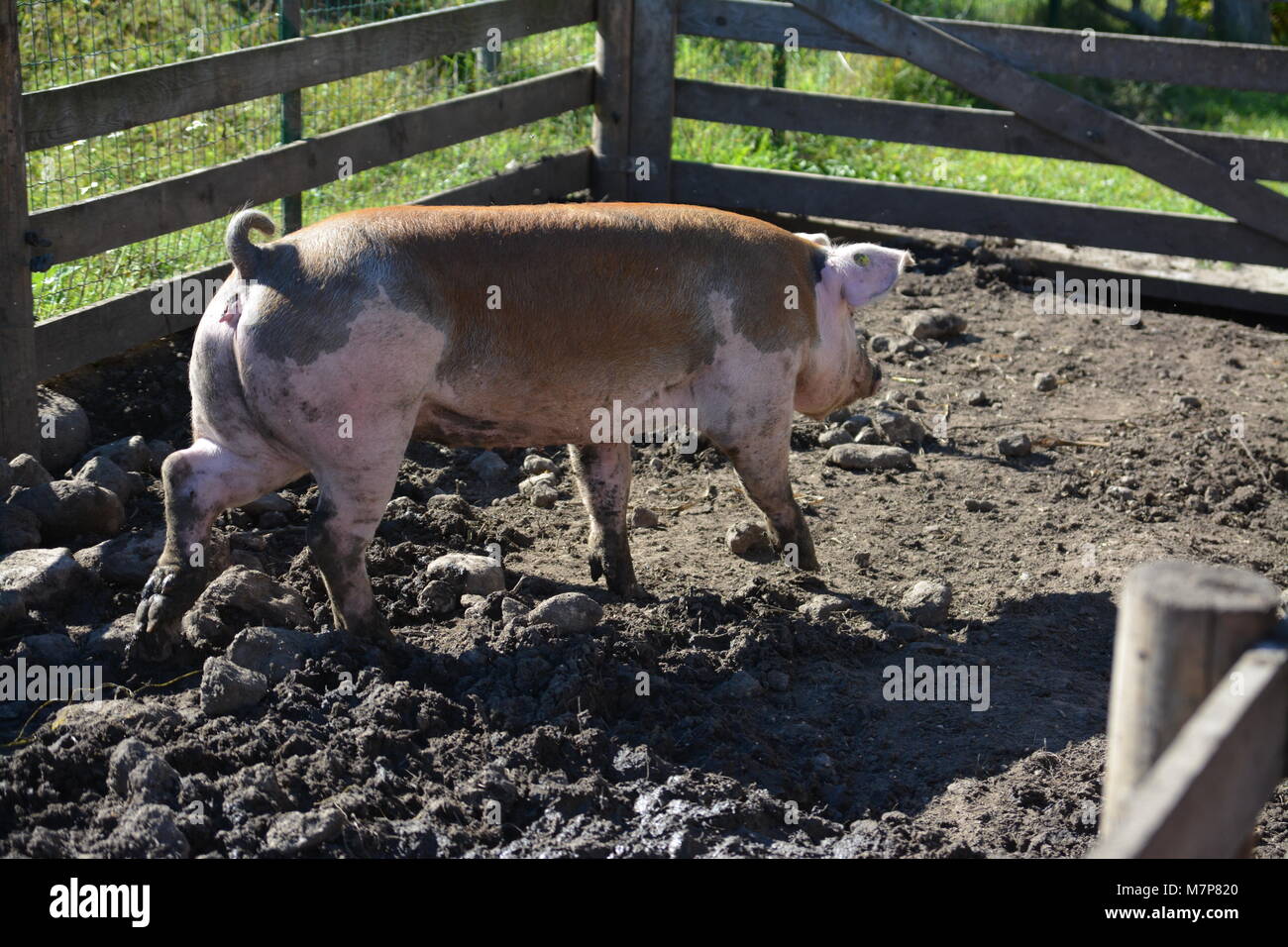Muddy pig in mud, dirt Stock Photo - Alamy