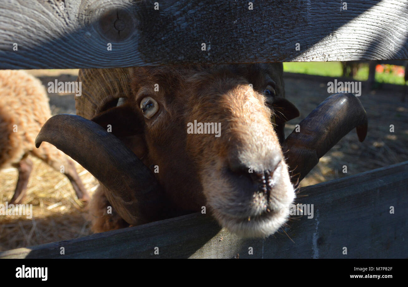 Sheep looking through a fence hi-res stock photography and images - Alamy