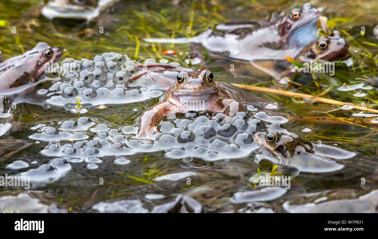 Commons Frogs mating in a garden pond producing frog spawn Stock Photo ...