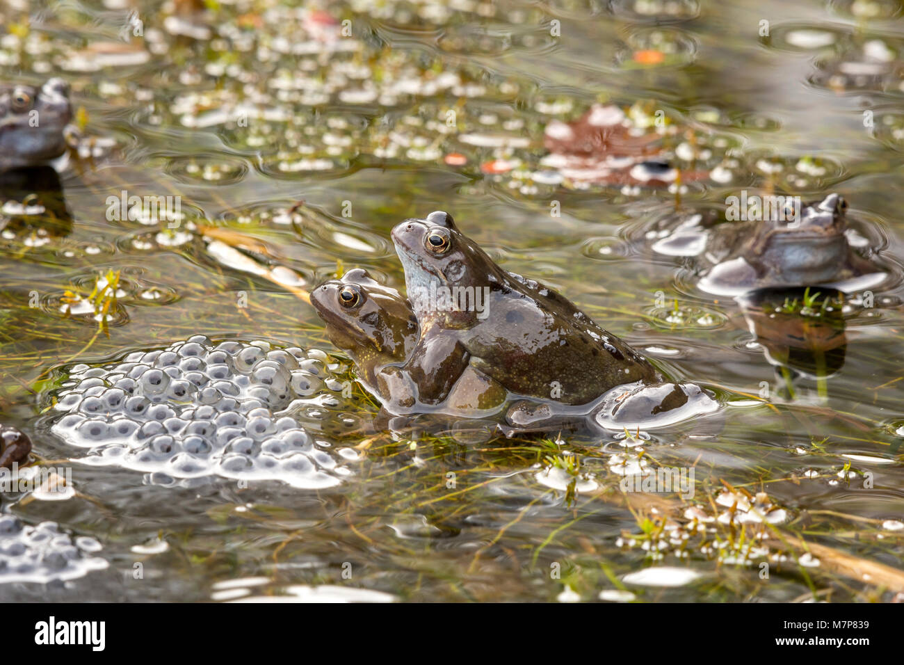 Commons Frogs mating in a garden pond producing frog spawn Stock Photo ...