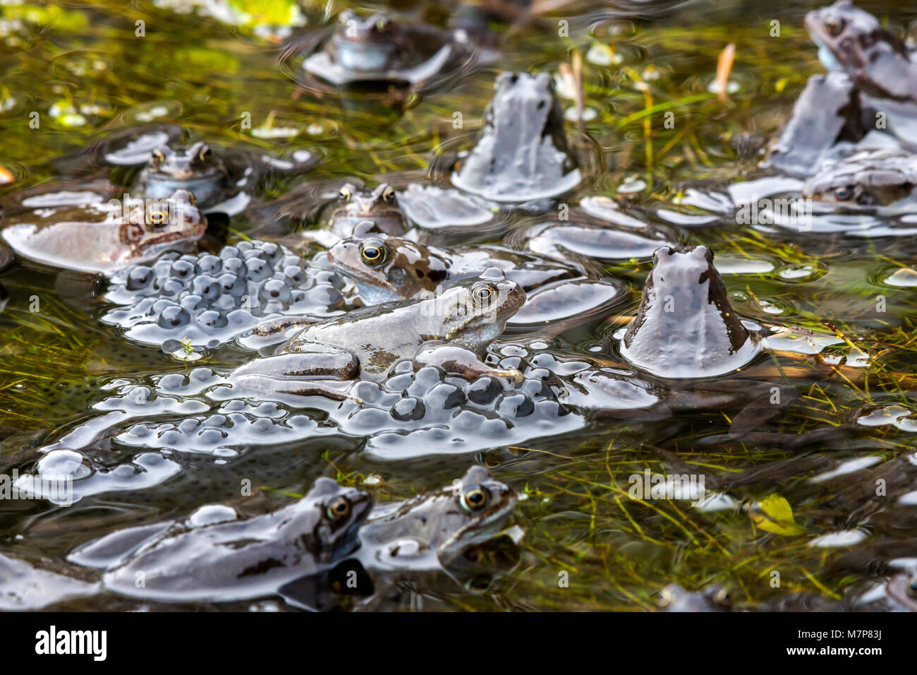 Commons Frogs mating in a garden pond producing frog spawn Stock Photo ...