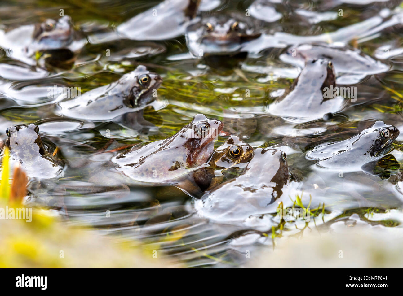 Commons Frogs mating in a garden pond producing frog spawn Stock Photo ...