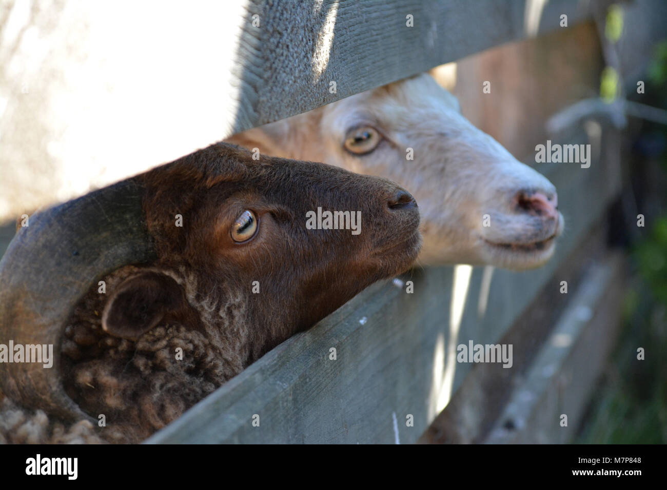Ram and sheep heads through fence Stock Photo - Alamy