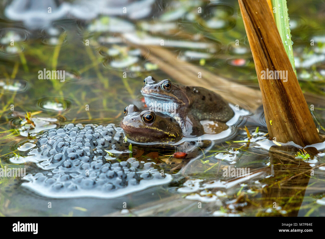 Commons Frogs mating in a garden pond producing frog spawn Stock Photo ...