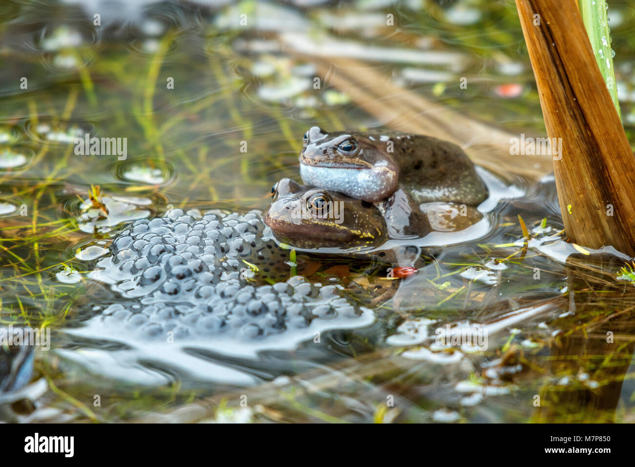 Smiling Common Frog mating in a garden pond producing frog spawn Stock ...